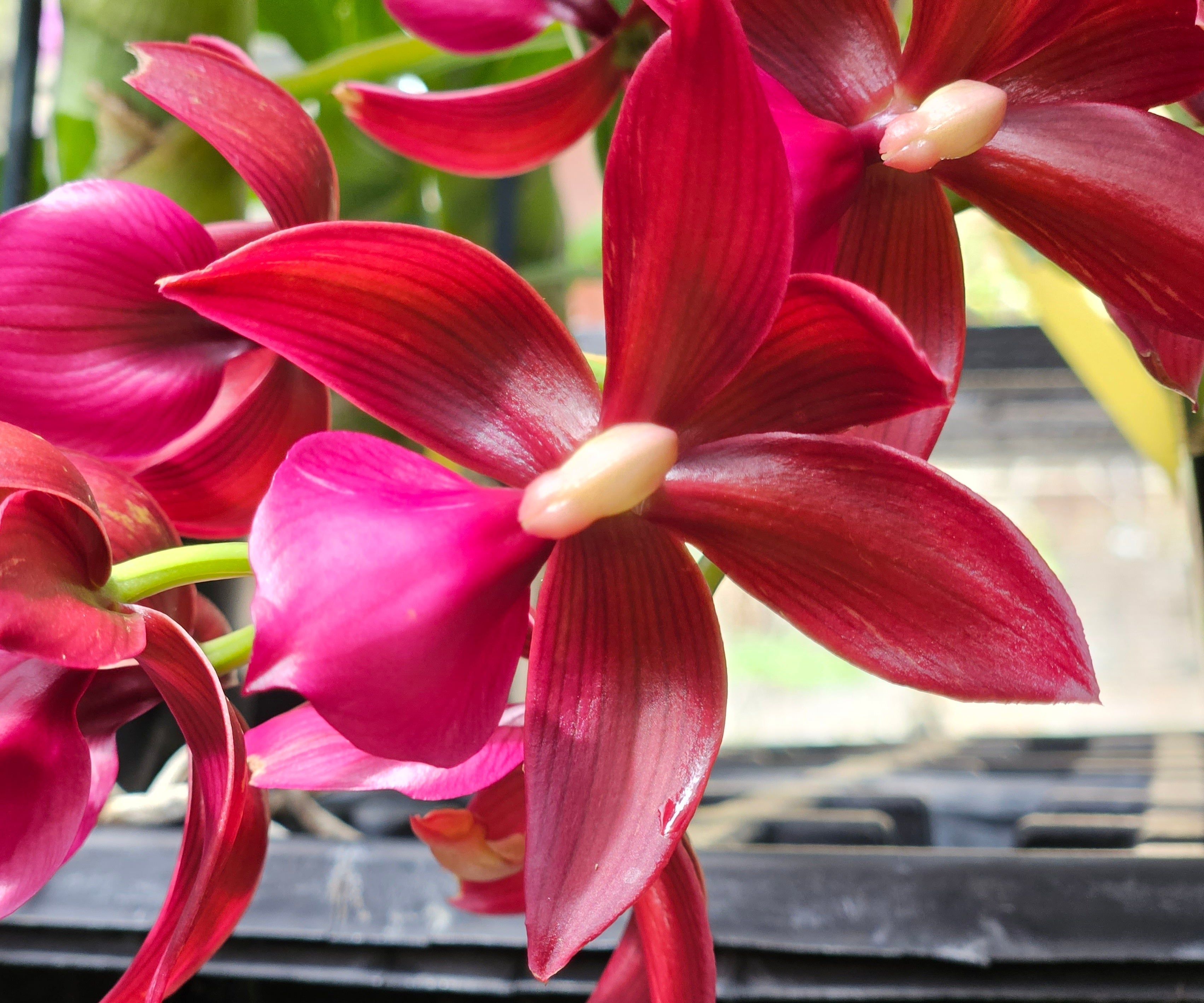 Cycnodes, Cycnoches, Monnierara, Fredclarkeara, catasetum – Kawamoto ...