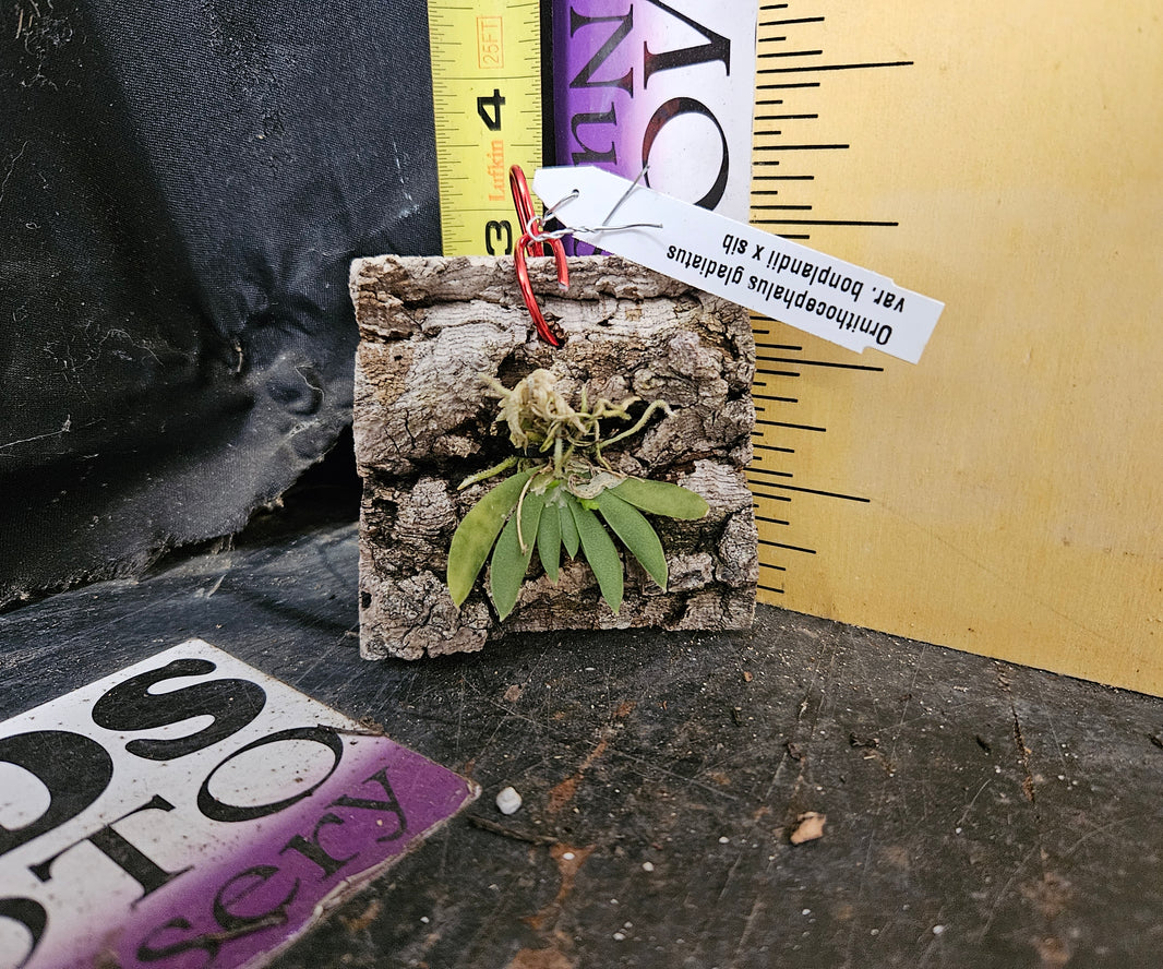 Orchid Species – Kawamoto Orchid Nursery