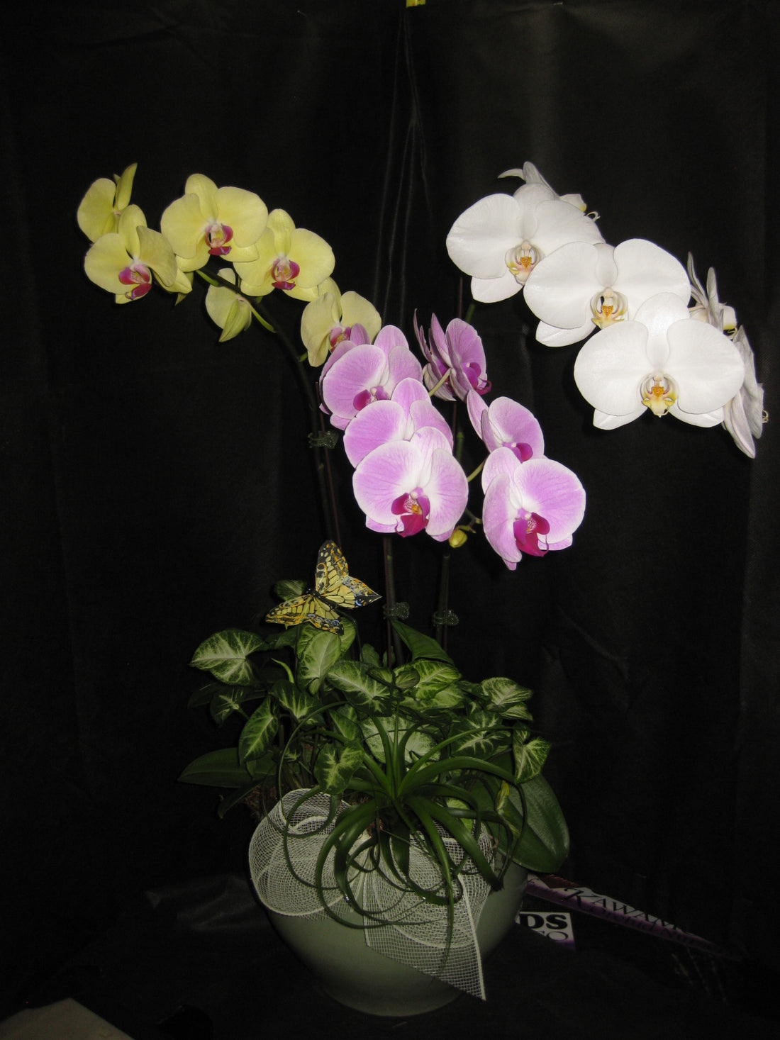 3 Multi-Color Phalaenopsis Arrangement in Ceramic Pot (HONOLULU DELIVE ...
