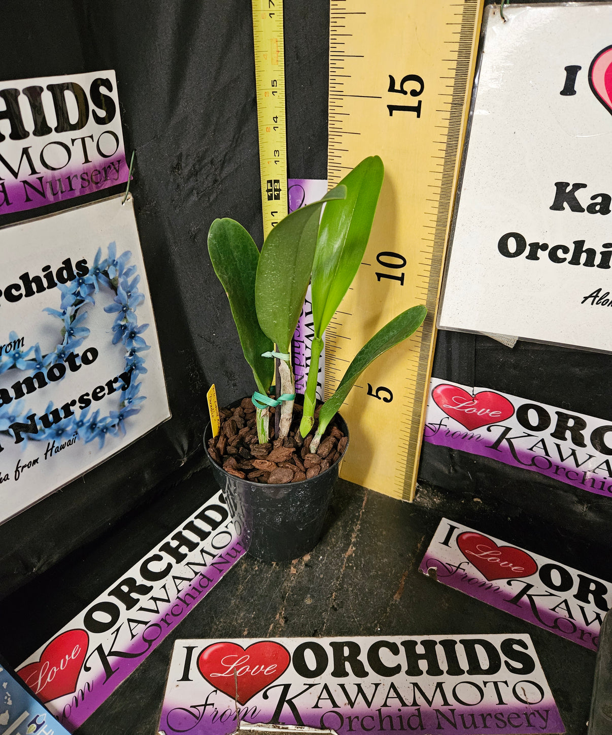 Rlc. David Matsuura 'Paradise' – Kawamoto Orchid Nursery