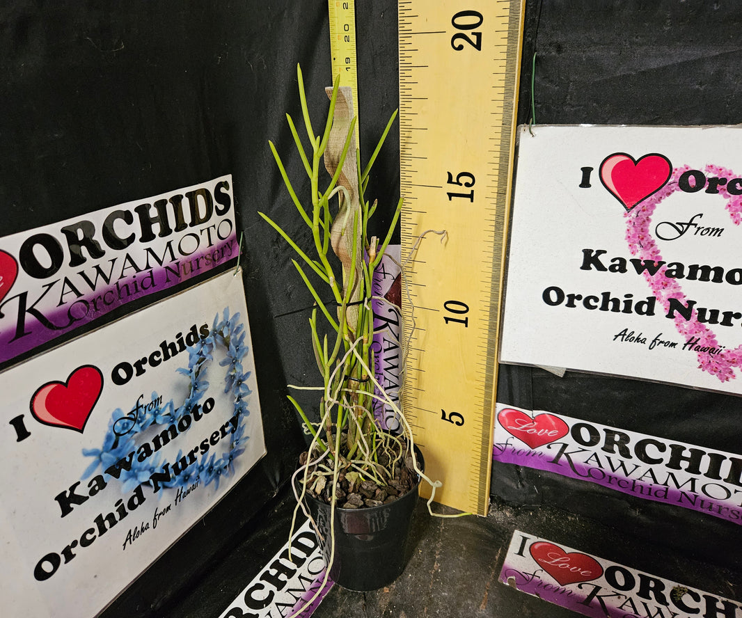 Vanda, Ascocentrum, Renanthera, Rhyncostylis – Kawamoto Orchid Nursery