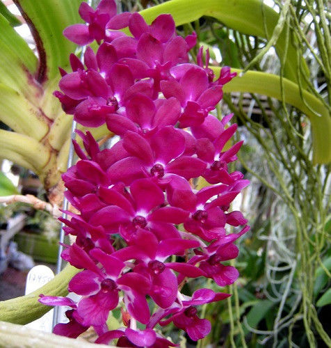 Rhynchostylis gigantea 'Red' – Kawamoto Orchid Nursery