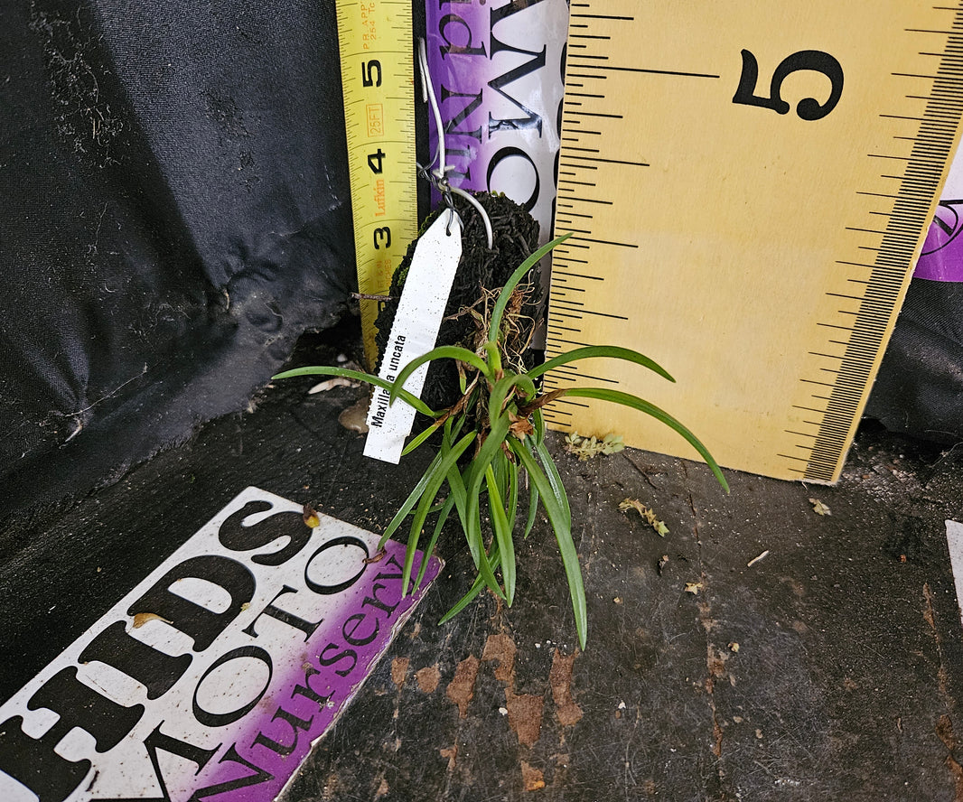 Maxillaria – Kawamoto Orchid Nursery