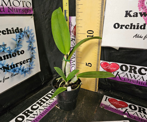 Rlc. Shinfong Little Boy 'Gizmo' (Rth. Hsinying Catherine x C. Mem. Ro ...