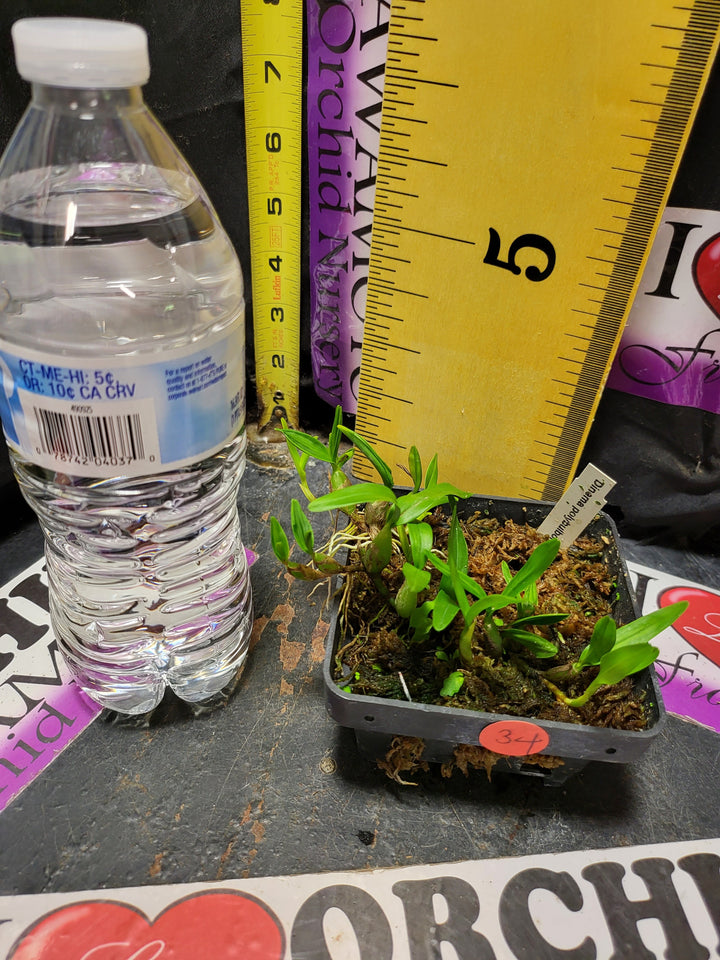 Orchid Species – Kawamoto Orchid Nursery