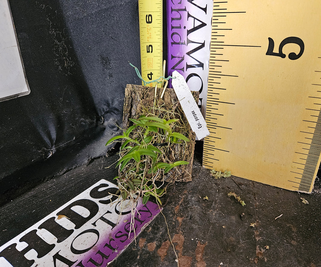 Orchid Species – Kawamoto Orchid Nursery